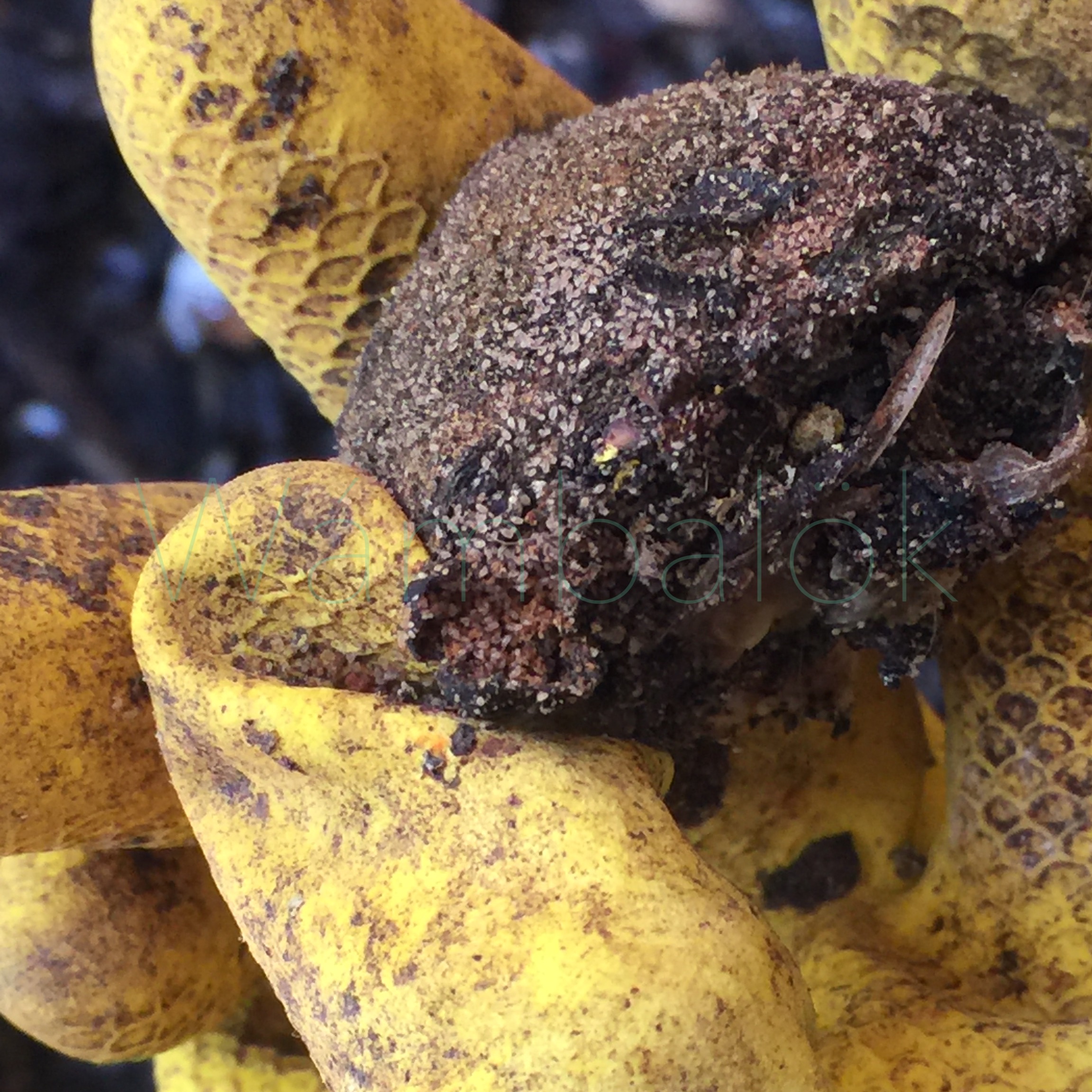 Ramona Takakura, la compostera – Wámbalök